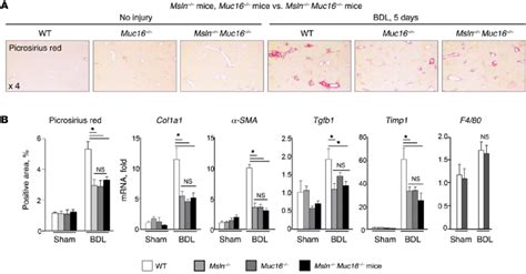 Msln Muc16 Signaling Regulates Activation Of Apfs Myofibroblasts In