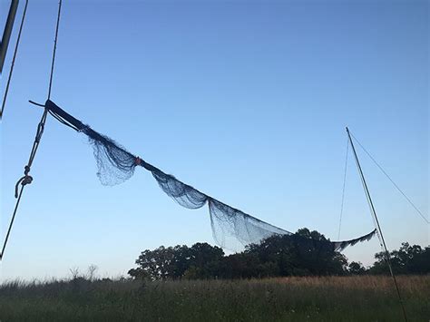 Mist Netting Illinois Bat Conservation Program