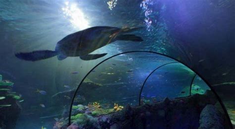 Viewing Panels Large Aquariums Swimming Pool Pond Glazing Windows
