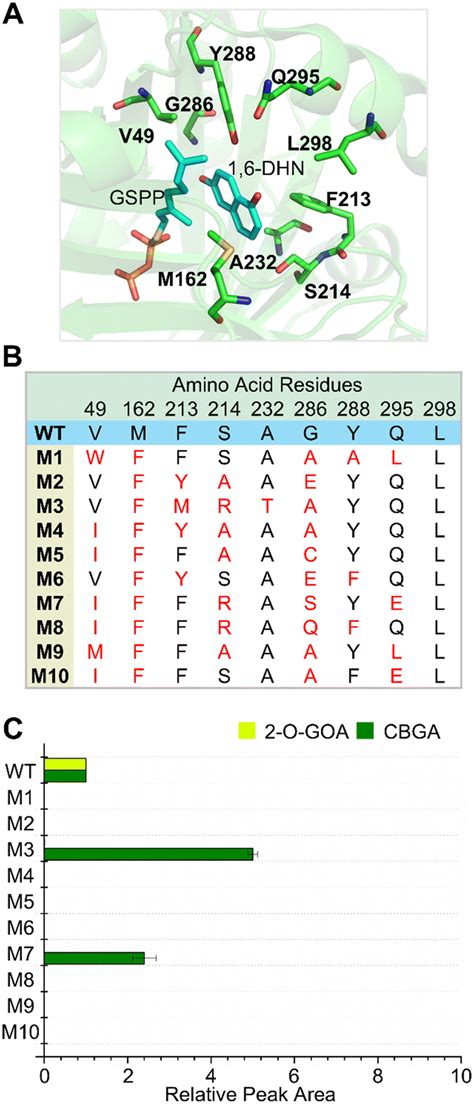 A Highly Active And Regioselective Cannabigerolic Acid Synthase
