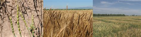 Case Study Wheat Domestication And Breeding Crop Wild Relatives And Their Use In Plant Breeding