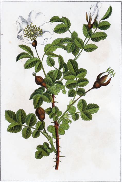Rosa spinosissima var. spinosissima | Plants of the World Online | Kew ...