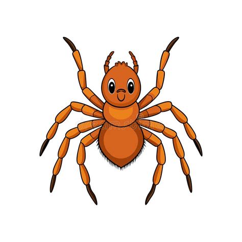 Drassodes Spider Stock Illustrations 12 Drassodes Spider Stock Illustrations Vectors