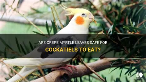 Are Crepe Myrtle Leaves Safe For Cockatiels To Eat Petshun