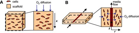 Basic Geometries For Modeling Oxygen Diffusion And Consumption A Download Scientific Diagram