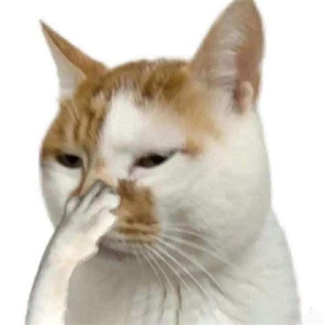 Cat Reaction Pic Reaction Images Cats Cat With A Funny Face Meme