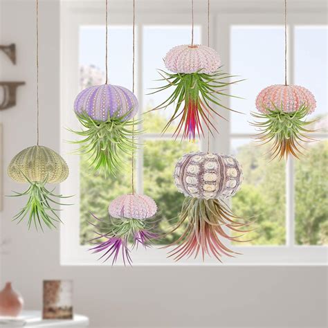 6pcs Hanging Air Plants Holdersstand Mini Sea Urchin Shell