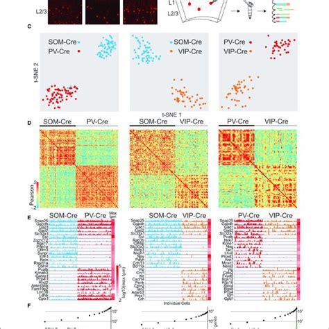 Single Cell Rna Seq From Patched Neurons Distinguishes Spatially