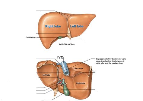 AP Exam III Diagram Quizlet AP Exam III Diagram Quizlet