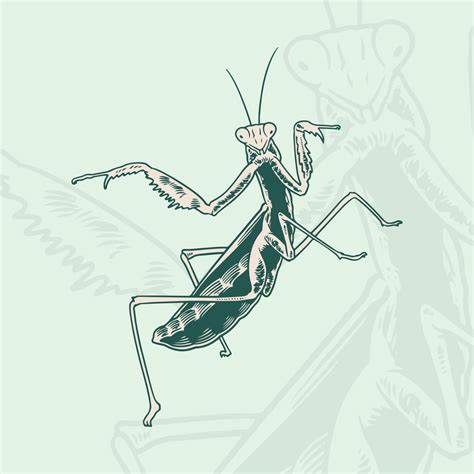 Hand Drawn Grasshopper Sketch Symbol 3410232 Vector Art At Vecteezy