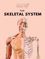 The Skeletal System Functions Structure And Importance Of Course Hero