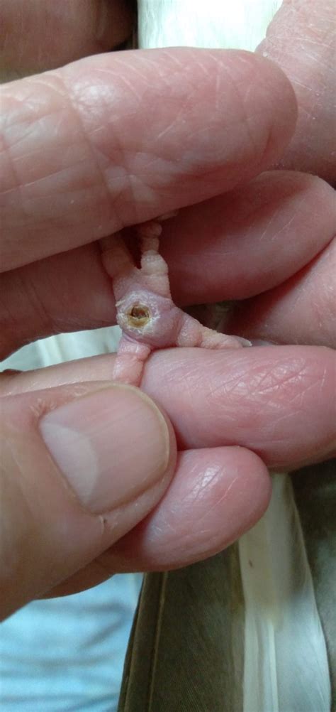 Pododermatitis Bumblefoot Diagnosis Treatment Resolution And Prevention