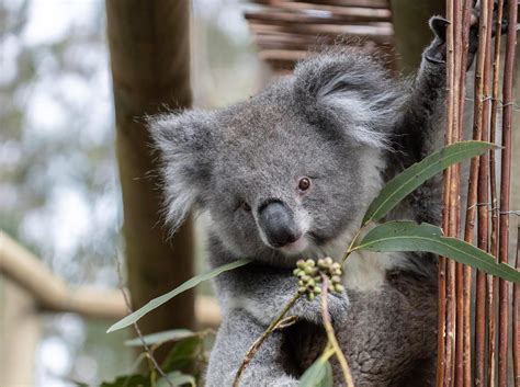 Emerald Monbulk Emerald Monbulk Wildlife Shelter