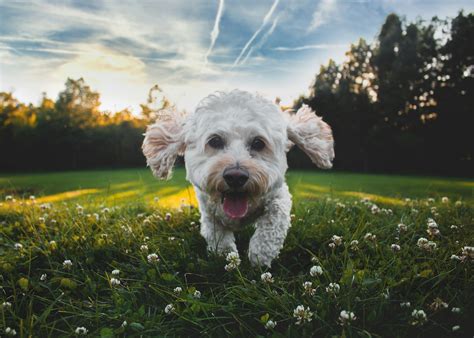 Cockapoo Training Guide How To Train A Cockapoo The Right Way