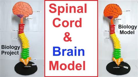 How To Make Spinal Cord And Brain Model Science Projects Maths Tlm