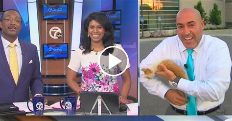 Cute Kitten Crashes Live Tv Shot And Steals The Show Catlov
