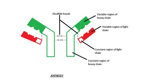 Describe The Four Protein Chains That Make Up The Immunoglob Quizlet