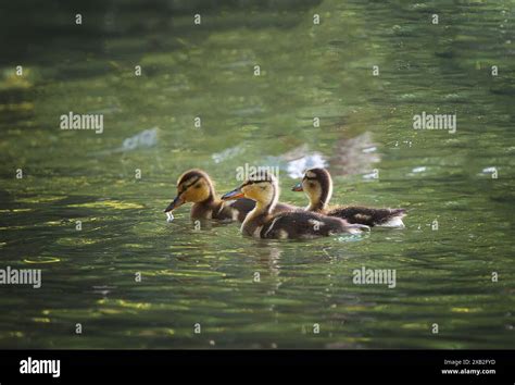 Mallard Ducklings Swimming In Formation At The Duck Pond In The Park