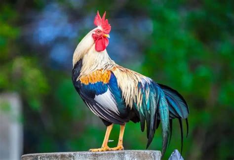 Can Roosters Lay Eggs Information And Facts Farm And Chill
