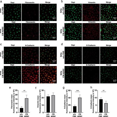 The Nf Kappa B Pathway Is The Most Activated Pathway During The