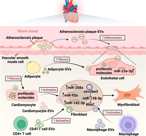 Ev Mediated Intercellular Communication In Cardiovascular Fibrosis Download Scientific Diagram