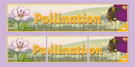 Pollination Display Banner Science Ks2 Teacher Made