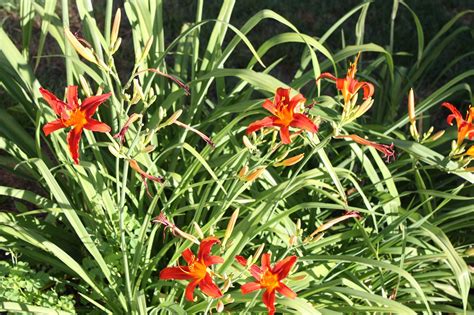Plant Lily Free Photo On Pixabay Pixabay