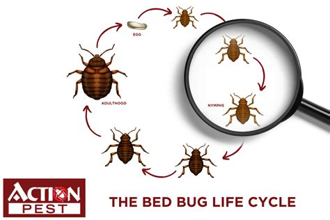 Bed Bug Reproduction