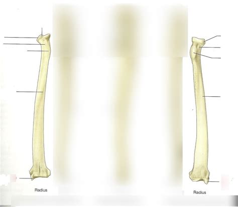 Radius Diagram Quizlet
