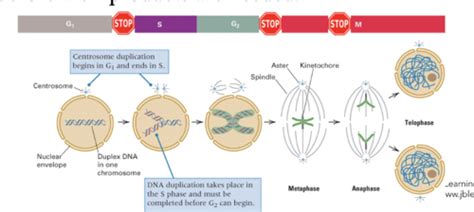 Genetics Exam 2 Ch 13 Flashcards Quizlet