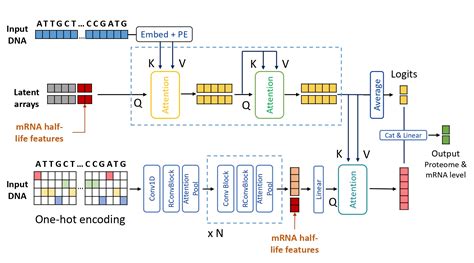 Dnaperceiver Models Init Py At Master · Matteostefanini Dnaperceiver · Github