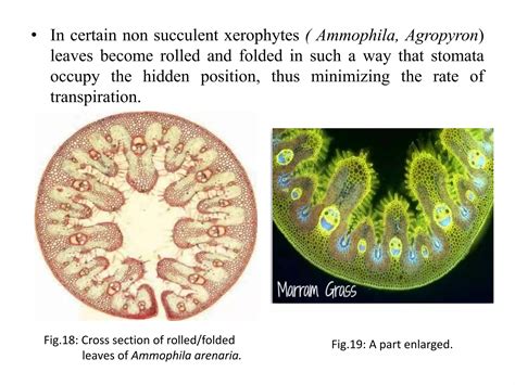 Anatomical Features Of Xerophytic Plants Pptx