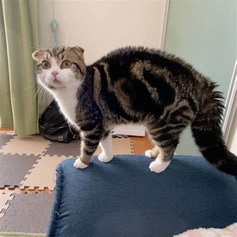 おたの 生後5ヶ月くらいの時💓 仔猫時代の方が動きにキレがあるな…笑 リラックマと戦闘にゃ！！！ 猫 ねこ ぬこ ネッコ Cat