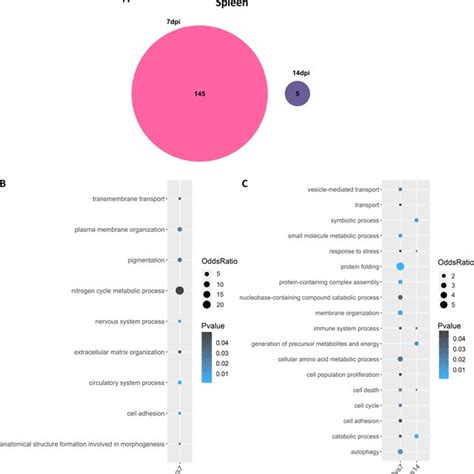 Gene Expression Patterns Of Common Differentially Expressed Genes Download Scientific Diagram