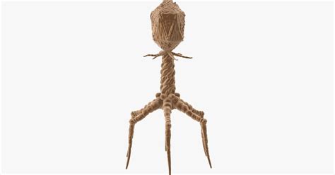 Detailed Bacteriophage Virus Particle 3d Incl Anatomy And Bacteriophage