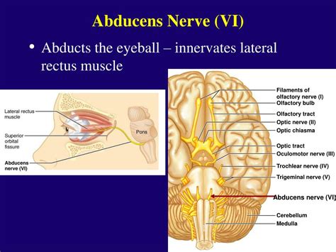 Ppt The Peripheral Nervous System Powerpoint Presentation Free