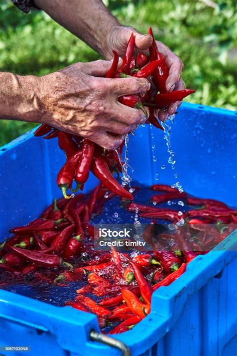 물에 레드 핫 칠리 페 퍼는 많아요 워시 블루 분 지에 뜨거운 고추 개수대에 대한 스톡 사진 및 기타 이미지 개수대 건강한 생활방식 건조한 Istock