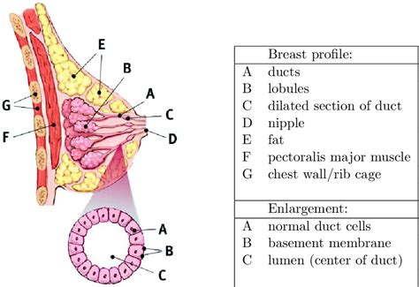 Figure 1 1 From Classification Of Breast Lesions In Digital Mammograms Semantic Scholar