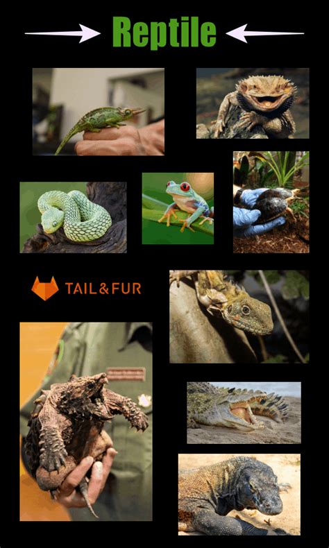 10 Basic Difference And Similarities Between Mammals And Reptiles
