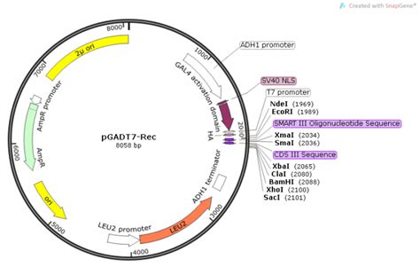 Pgadt7 Rec载体信息 Pgadt7 Rec质粒图谱 Pgadt7 Rec序列 爱科博生物