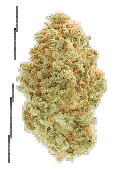 Apple Tartz Cannabis Strain Information Growdiaries