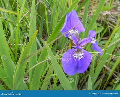 Wildly Happy Iris Stock Image Image Of Summer Wild 118501831