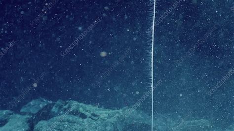 Glass Sponge Stock Video Clip K0113605 Science Photo Library