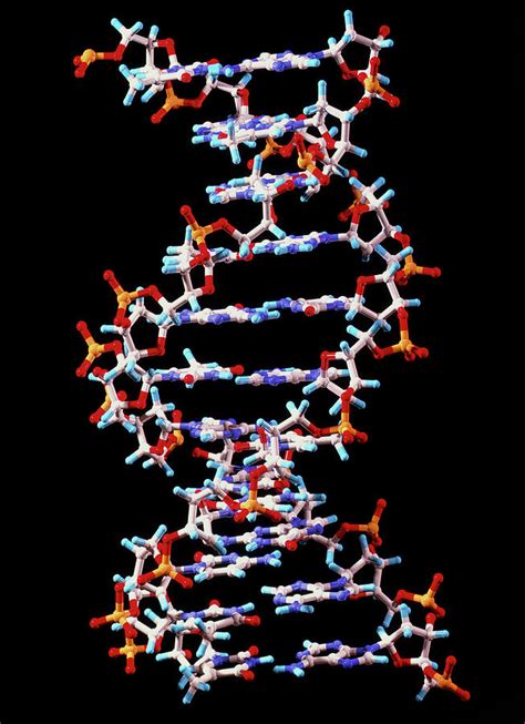 Computer Graphic Of A Segment Of Beta Dna Photograph By Alfred Pasieka Science Photo Library