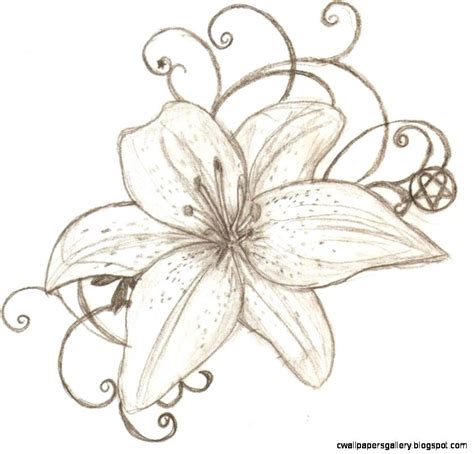Tiger Lilly Flower Outlined Drawings