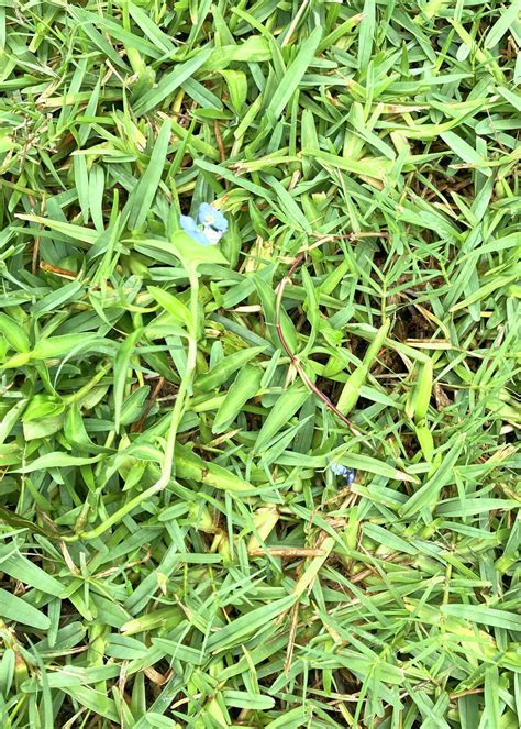 St Augustine Varieties Have Different Levels Of Hardiness