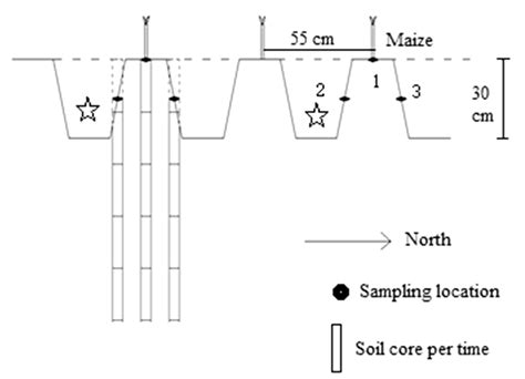 schematic of root sampling arabic numerals 1 2 and 3 represents