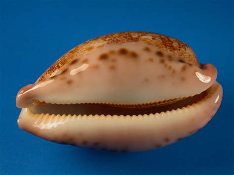 Cypraea Mappa Viridis F Guamensis Great Pattern 700mm Guam Shell