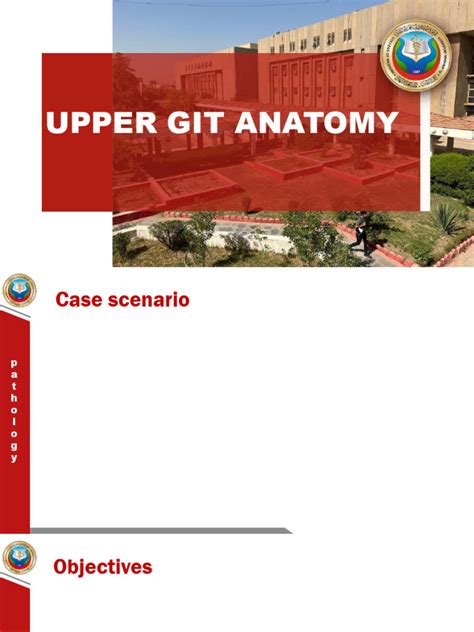 nahrain university abdomen upper git anatomy pdf stomach pancreas