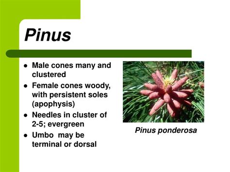 Pinophyta Lower Classifications